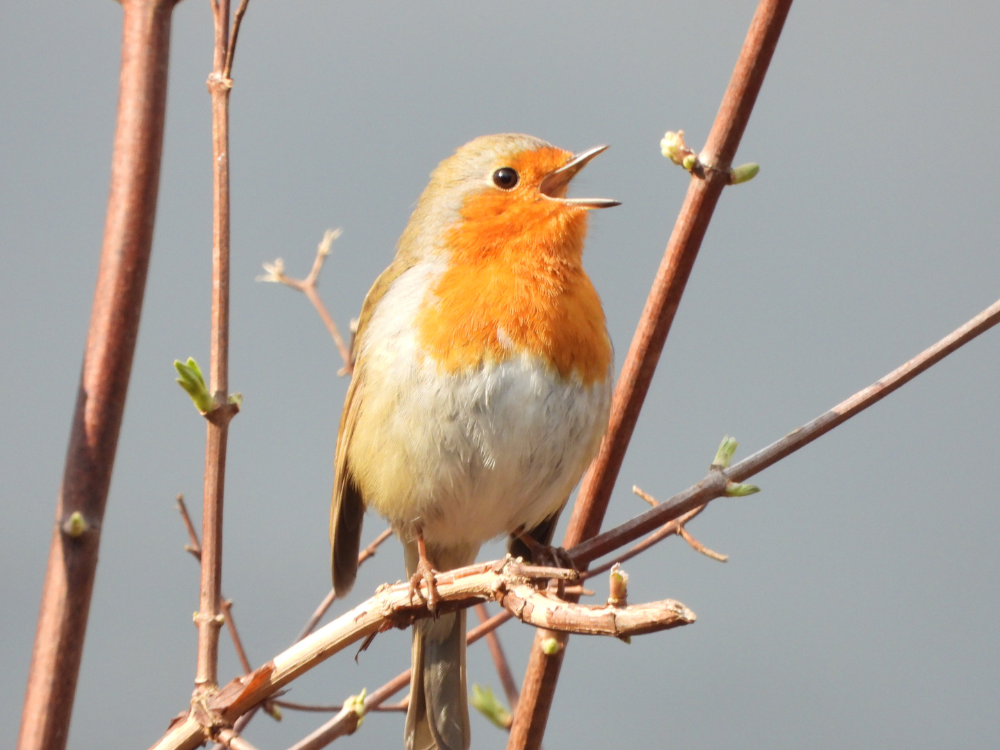 Robin - singing ! Foto & Bild | tiere, wildlife, wild lebende vögel ...