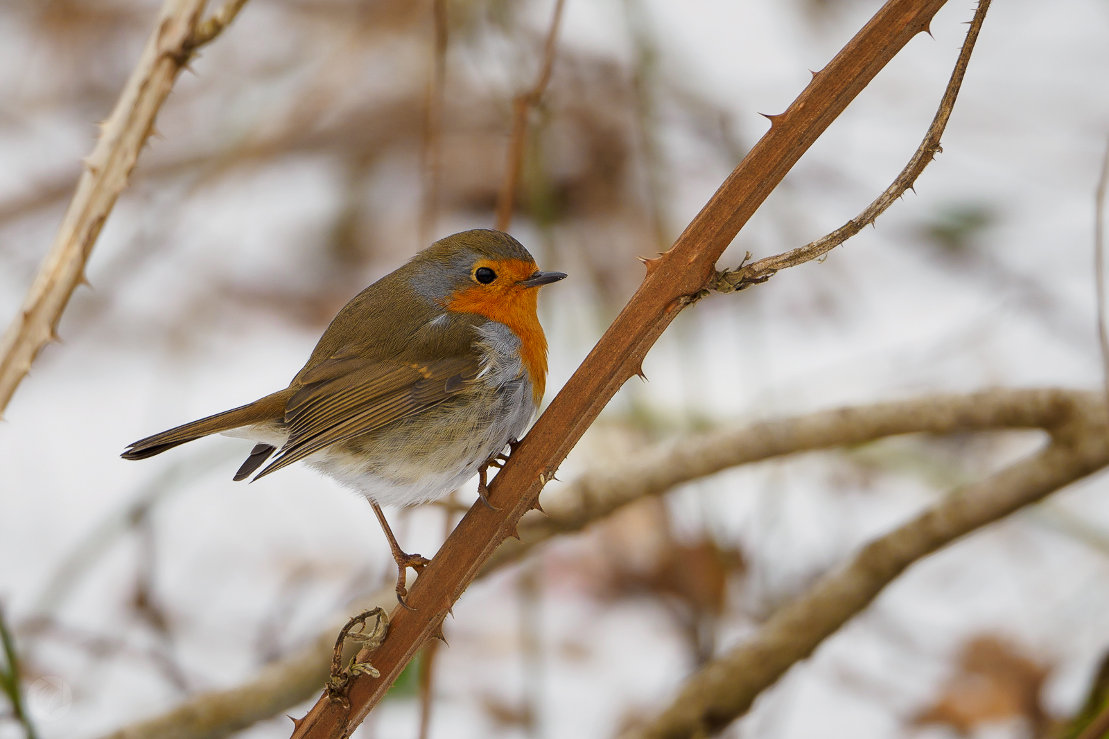 Robin the Explorer Foto & Bild | tiere, wildlife, wild lebende vögel ...