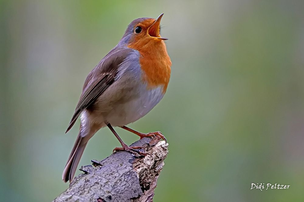 Robin zwitschert einen fröhlichen Gesang ... Foto & Bild | tiere ...