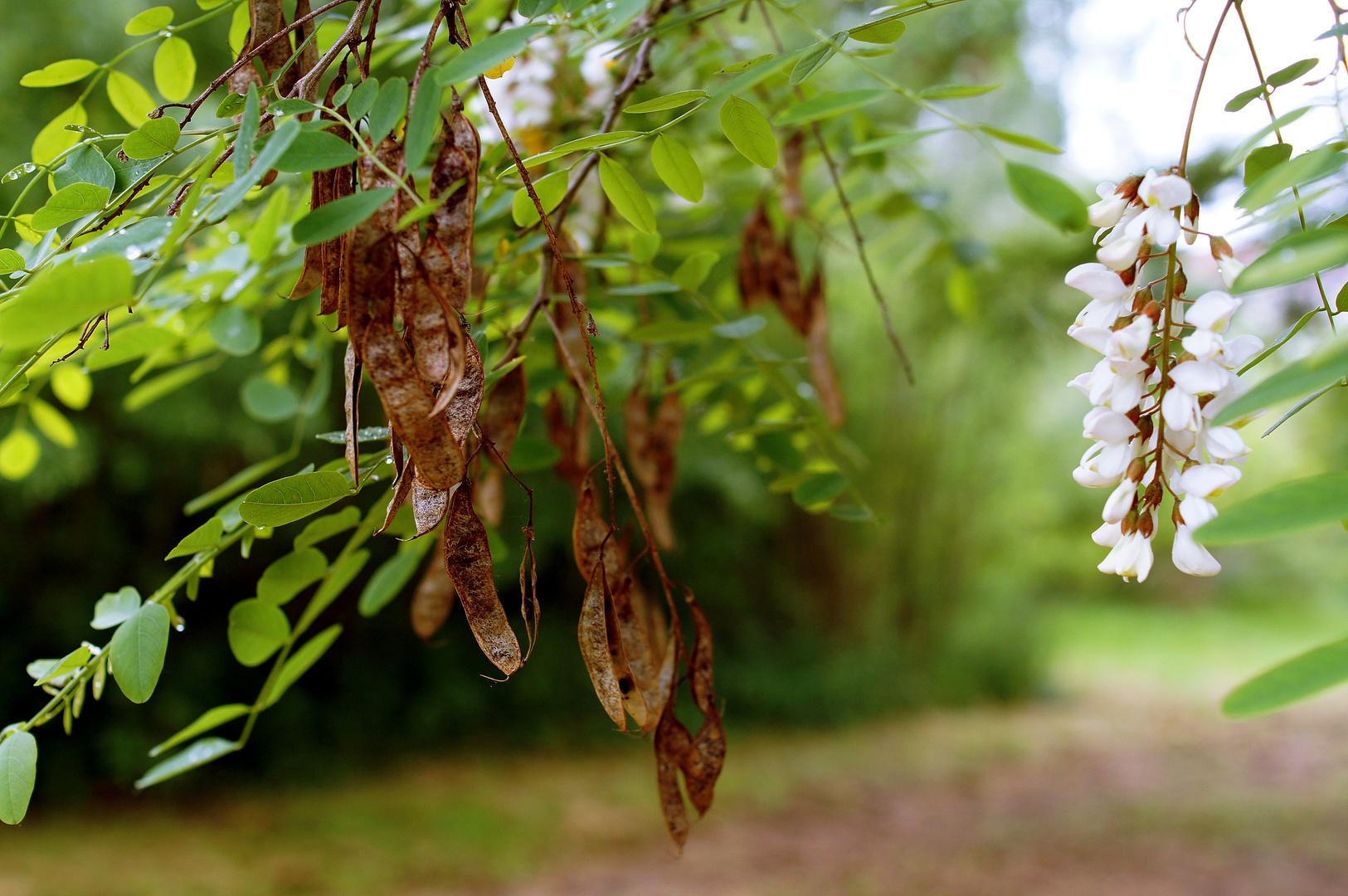 Robinien – Treffen der Generationen Foto & Bild | pflanzen, pilze ...