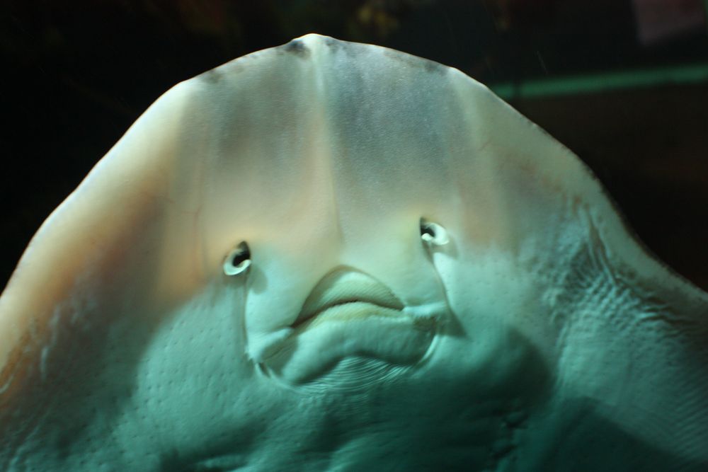 Roche Foto & Bild | tiere, haustiere, aquaristik Bilder auf fotocommunity