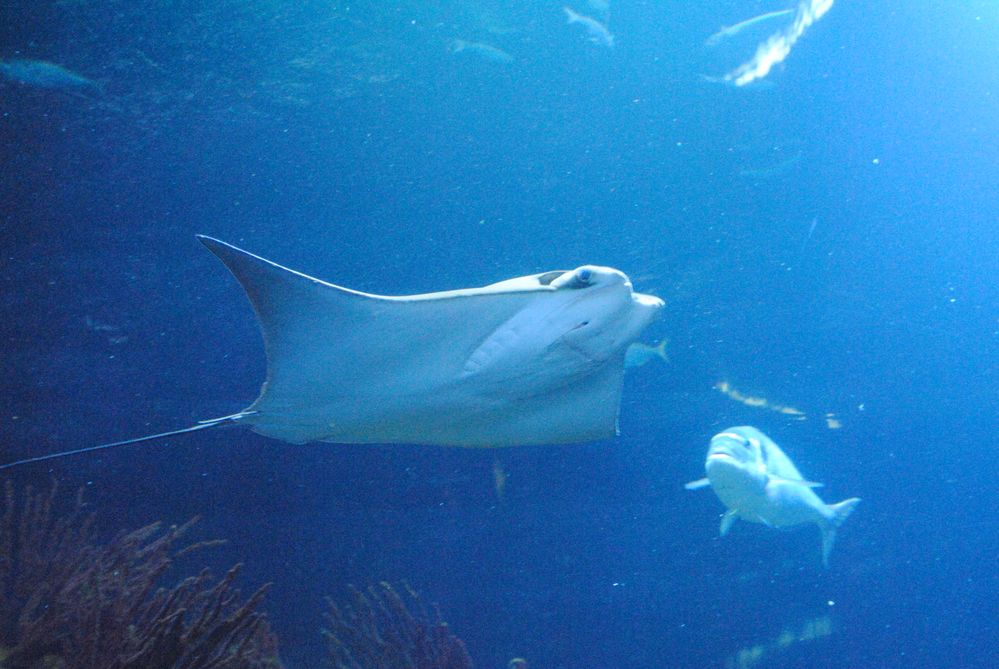 Rochen Foto & Bild | tiere, zoo, wildpark & falknerei, zoo: fische ...