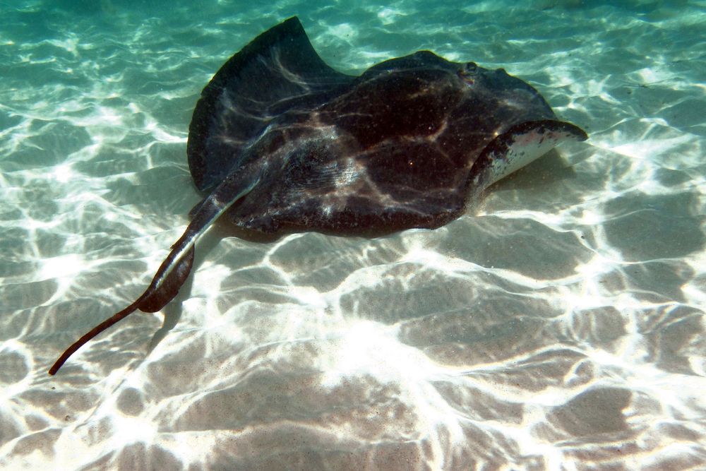 Rochen Foto & Bild | unterwasser, uw-salzwasser, natur-kreativ Bilder ...