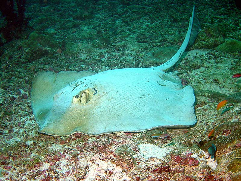 Rochen Foto & Bild | unterwasser, natur-kreativ, aufnahmetechniken ...