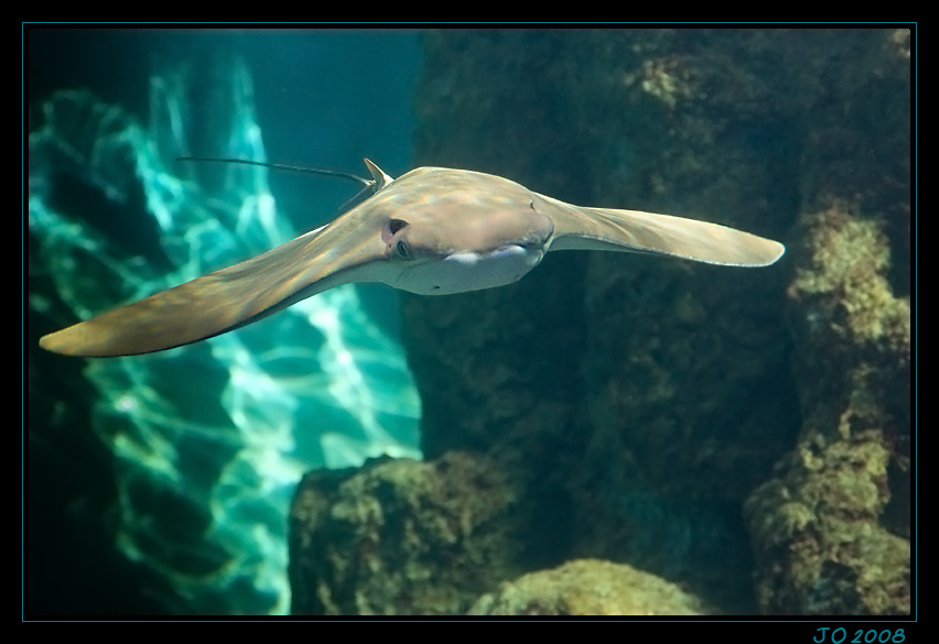 Rochen Foto & Bild | tiere, zoo, wildpark & falknerei, zoo: fische ...