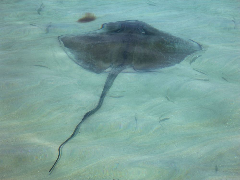 Rochen Foto & Bild | tiere, wildlife, fische Bilder auf fotocommunity