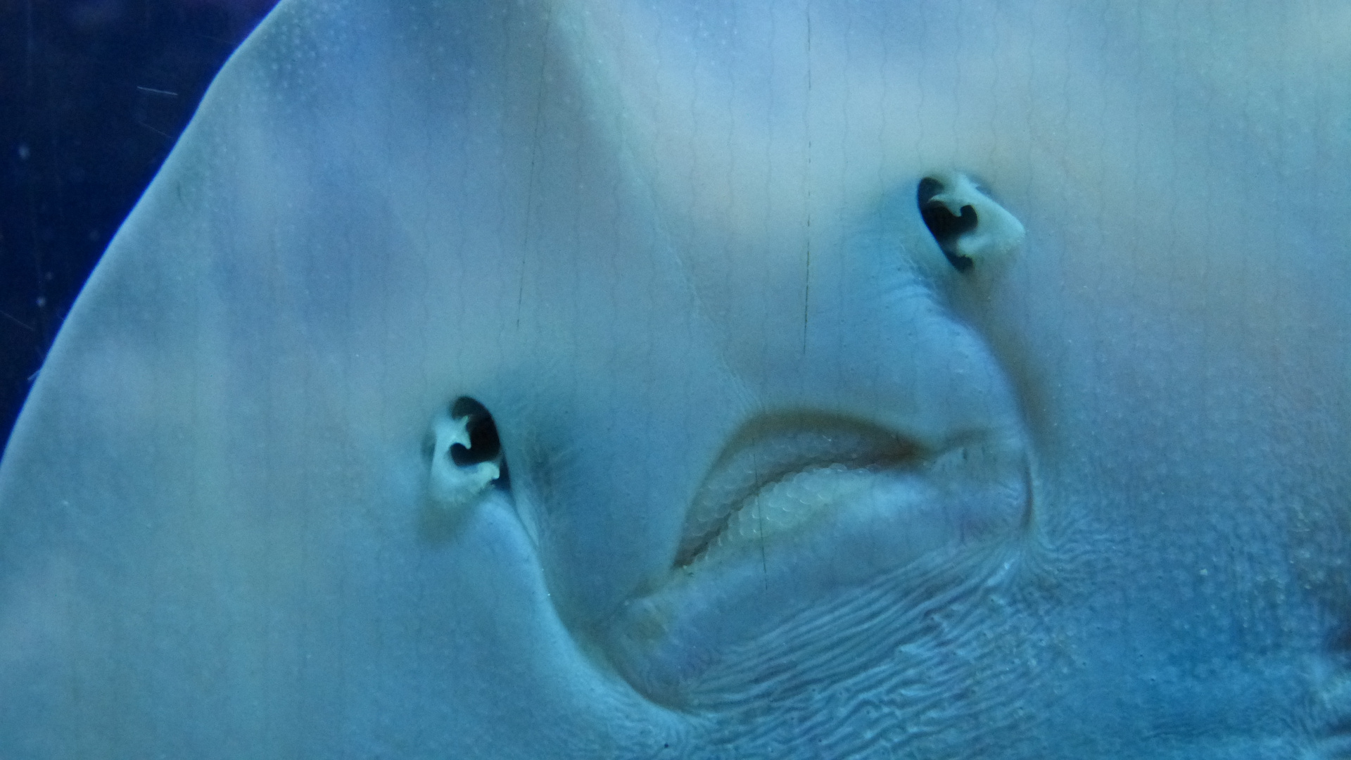 Rochen Foto & Bild | tiere, wildlife, fische Bilder auf fotocommunity