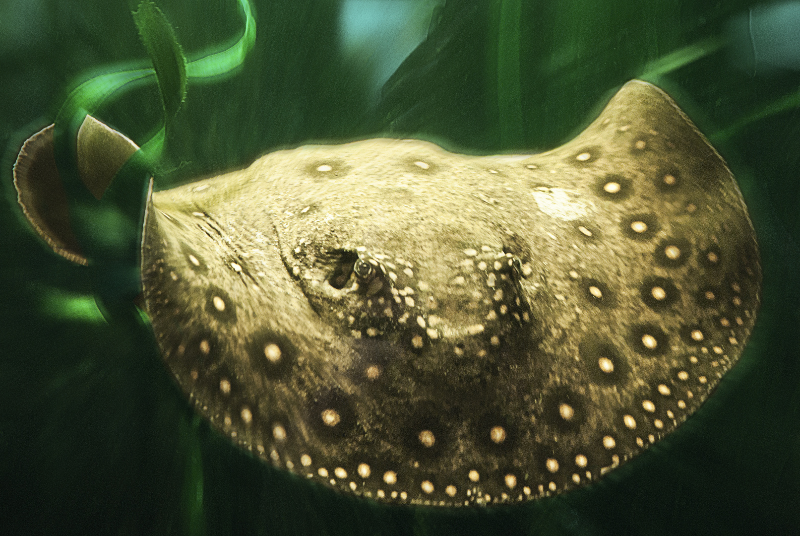 Rochen Foto & Bild | tiere, zoo, wildpark & falknerei, zoo aquaristik ...