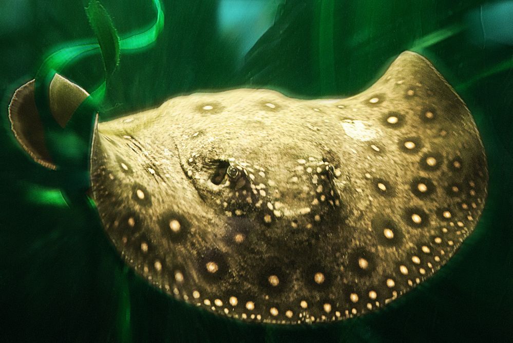 Rochen Foto & Bild | tiere, zoo, wildpark & falknerei, zoo aquaristik ...