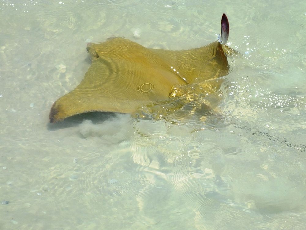 Rochen Foto & Bild | tiere, wildlife, fische Bilder auf fotocommunity