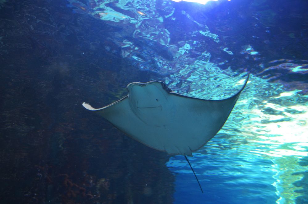 Rochen Foto & Bild | tiere, zoo, wildpark & falknerei, zoo aquaristik ...