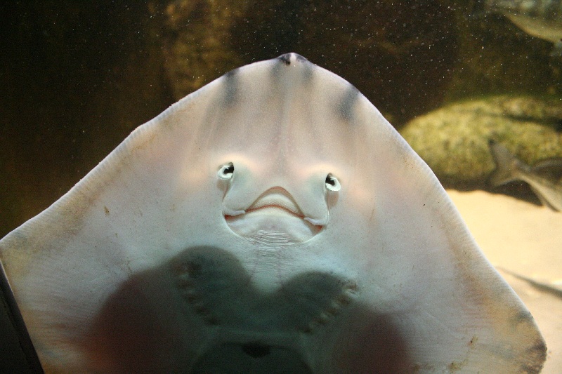 Rochen Foto & Bild | tiere, zoo, wildpark & falknerei, zoo: fische ...