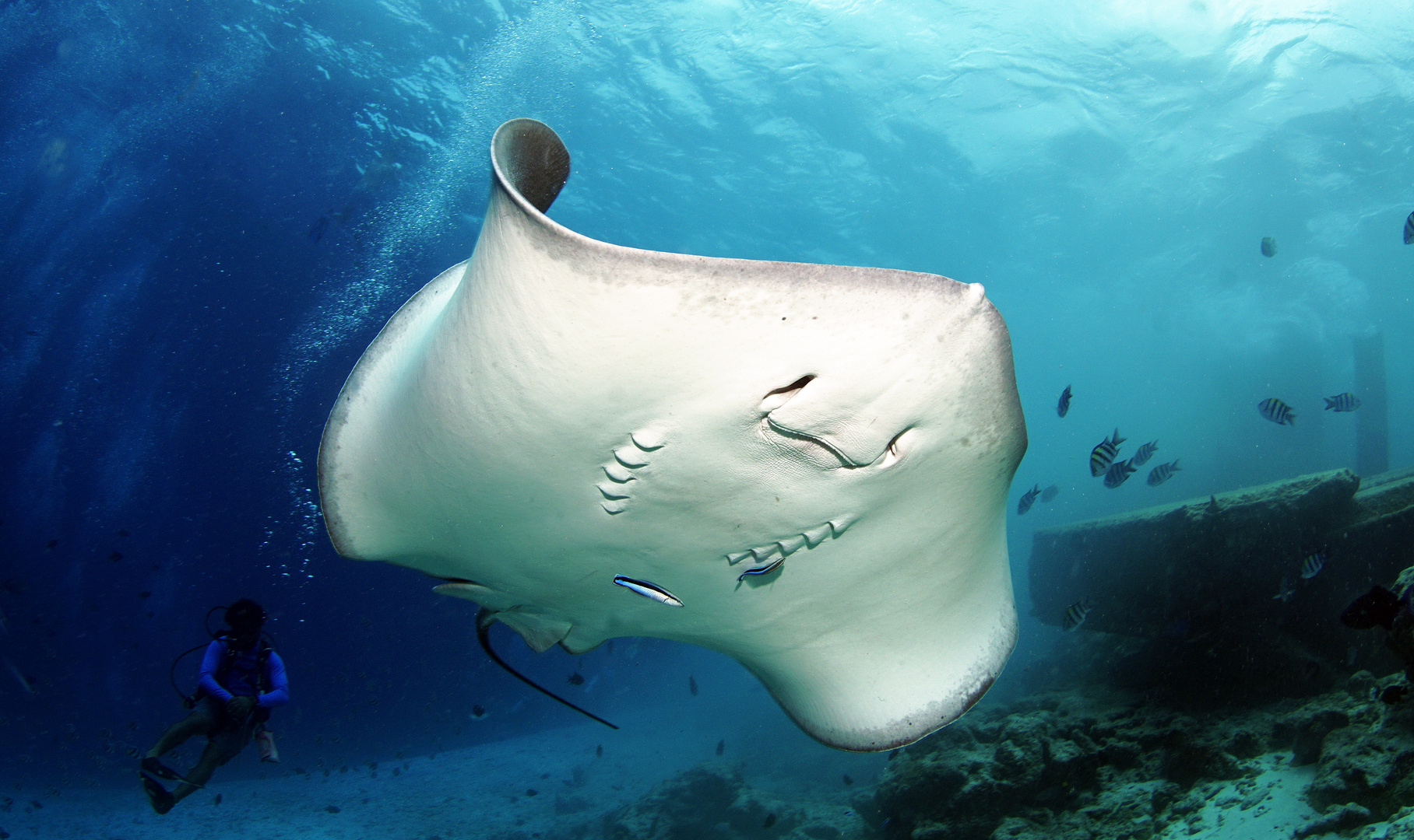 Rochen Foto & Bild | unterwasser, uw-salzwasser, natur-kreativ Bilder ...