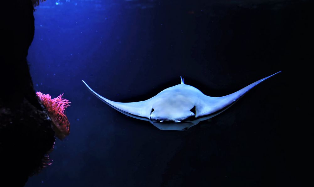 Rochen im Anflug Foto & Bild | natur, zoo, tiere Bilder auf fotocommunity