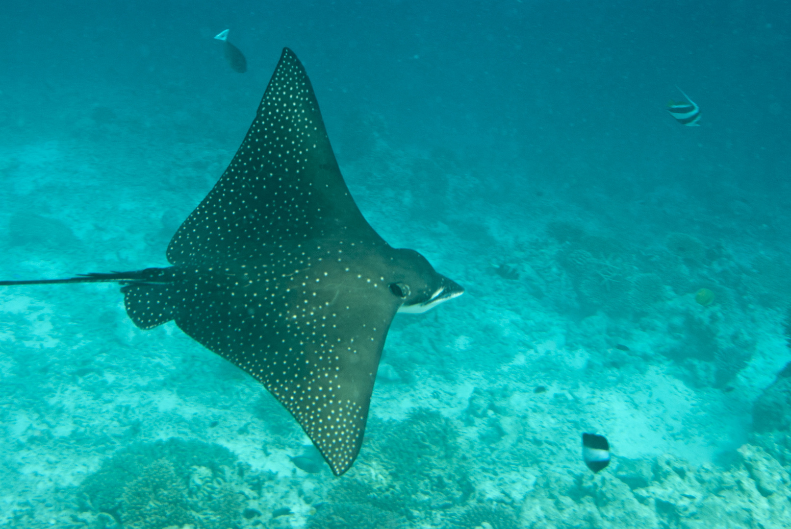 Rochen im Riff Foto & Bild | tiere, wildlife, fische Bilder auf ...