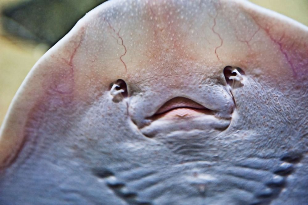 Rochen von unten Foto & Bild | tiere, zoo, wildpark & falknerei, zoo ...