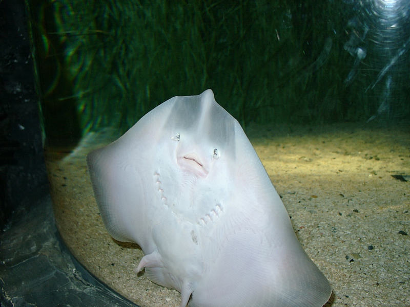 Rochen von unten Foto & Bild | tiere, natur Bilder auf fotocommunity