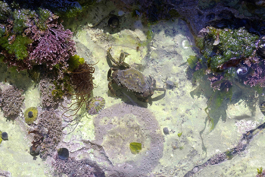 Rockpool marine life photo & image | underwater, nature images at photo ...