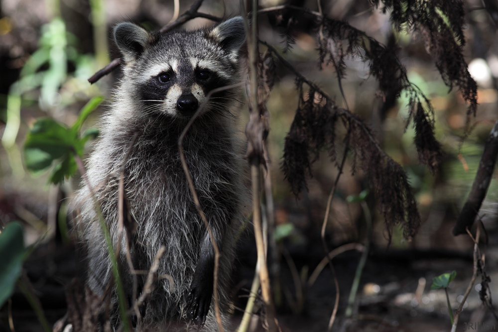 Rocky Raccoon Foto & Bild | north america, united states, southern ...