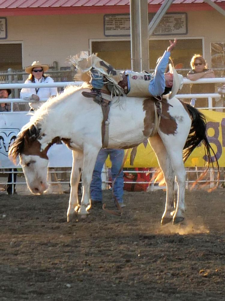 Rodeo 2 Foto & Bild | sport, usa, spezial Bilder auf fotocommunity