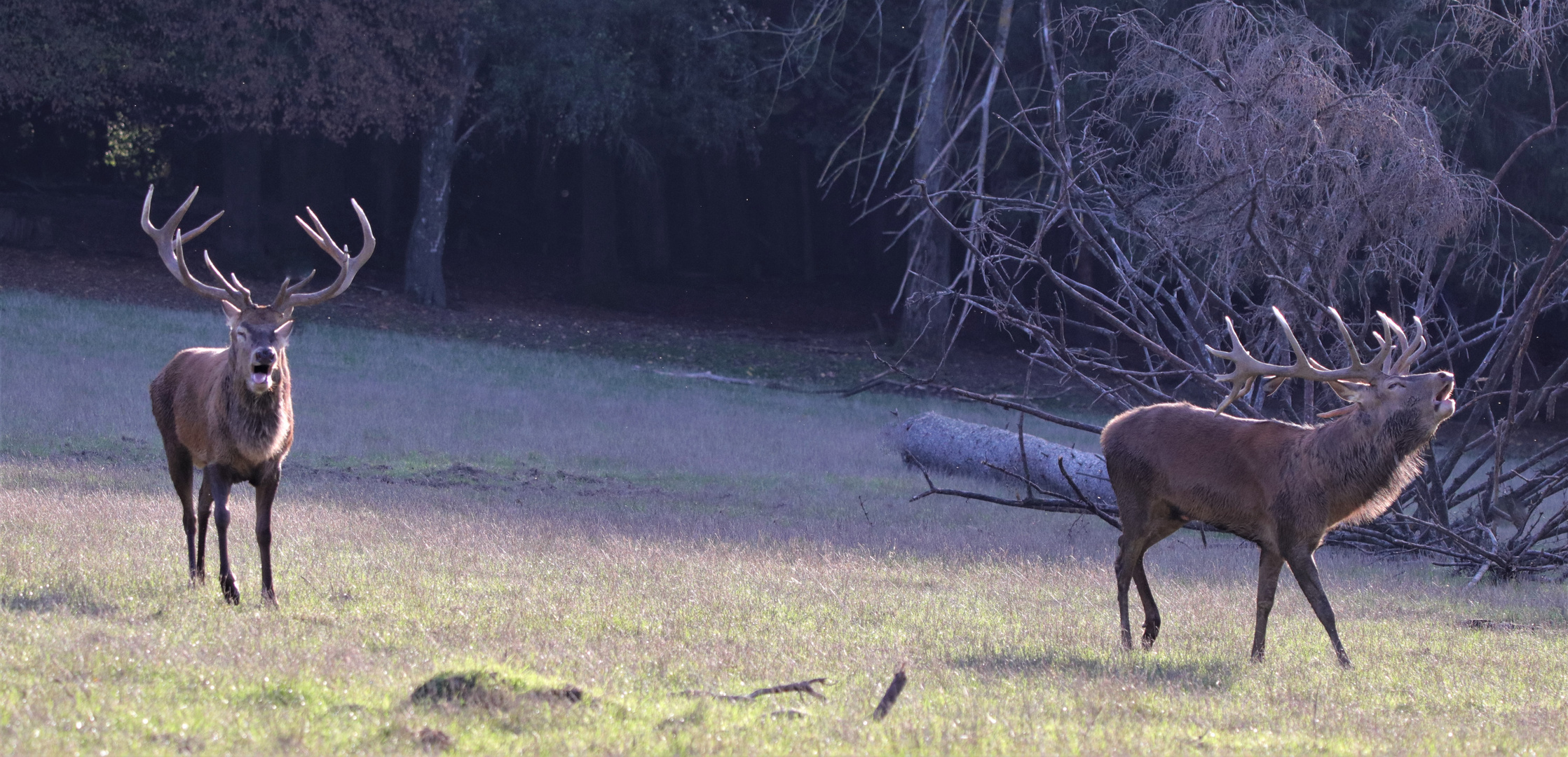 Röhrende Hirsche Foto & Bild | fotos, oktober, wald Bilder auf ...