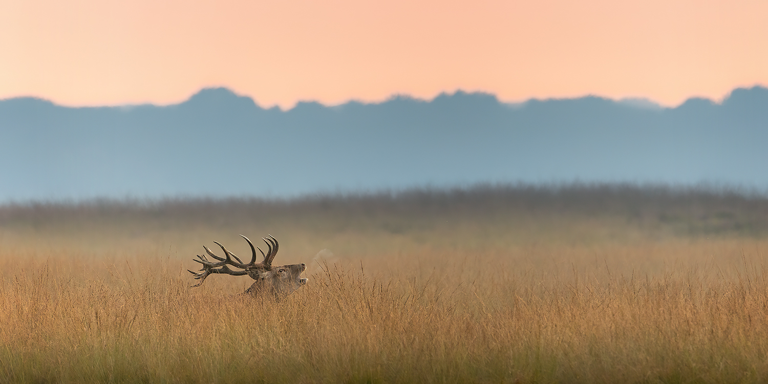 Röhrender Hirsch Foto & Bild | tiere, wildlife, säugetiere Bilder auf ...