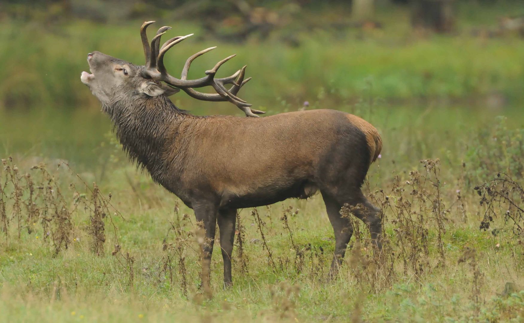 Röhrender Hirsch Foto & Bild | tiere, zoo, wildpark & falknerei ...