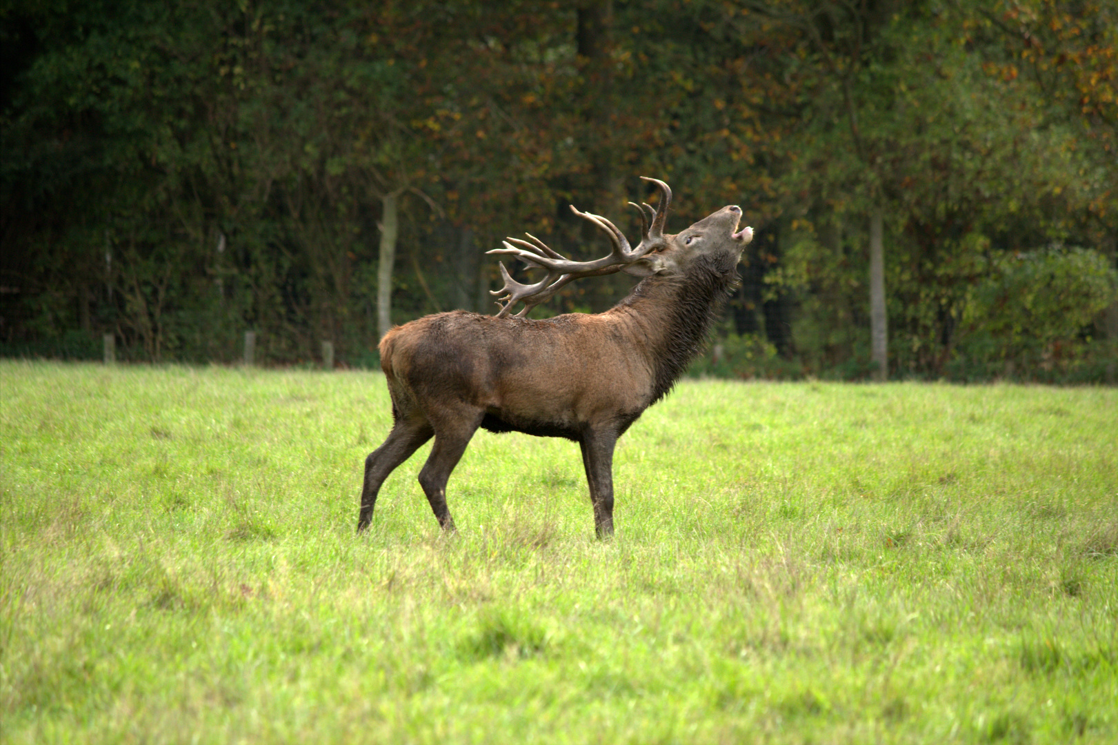 Röhrender Hirsch Foto & Bild | tiere, wildlife, säugetiere Bilder auf ...