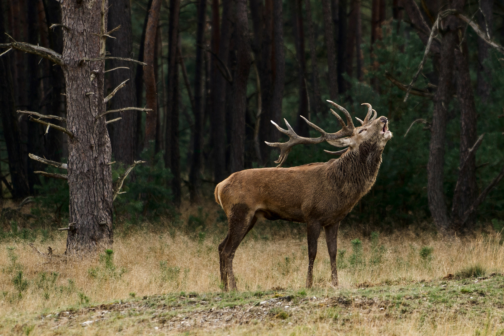 Röhrender Hirsch in der Brunft I Foto & Bild | tiere, wildlife ...