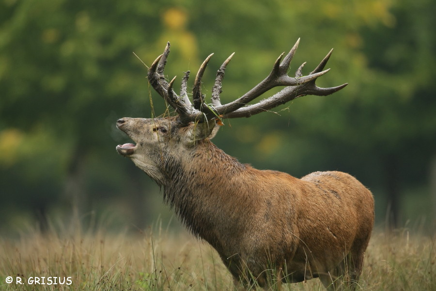 Röhrender Rothirsch Foto & Bild | tiere, wildlife, wildlife luder ...