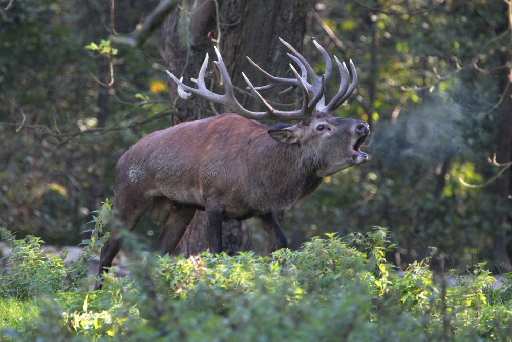 Röhrender Rothirsch Foto & Bild | wald, natur, tiere Bilder auf ...