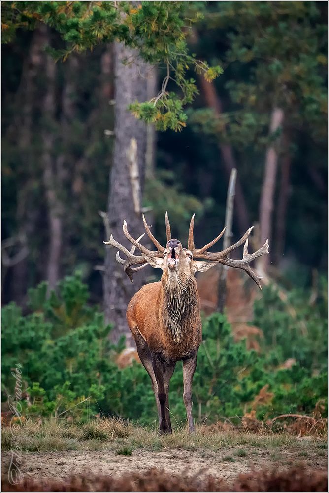 Röhrender Rothirsch Foto & Bild | tiere, wildlife, säugetiere Bilder ...
