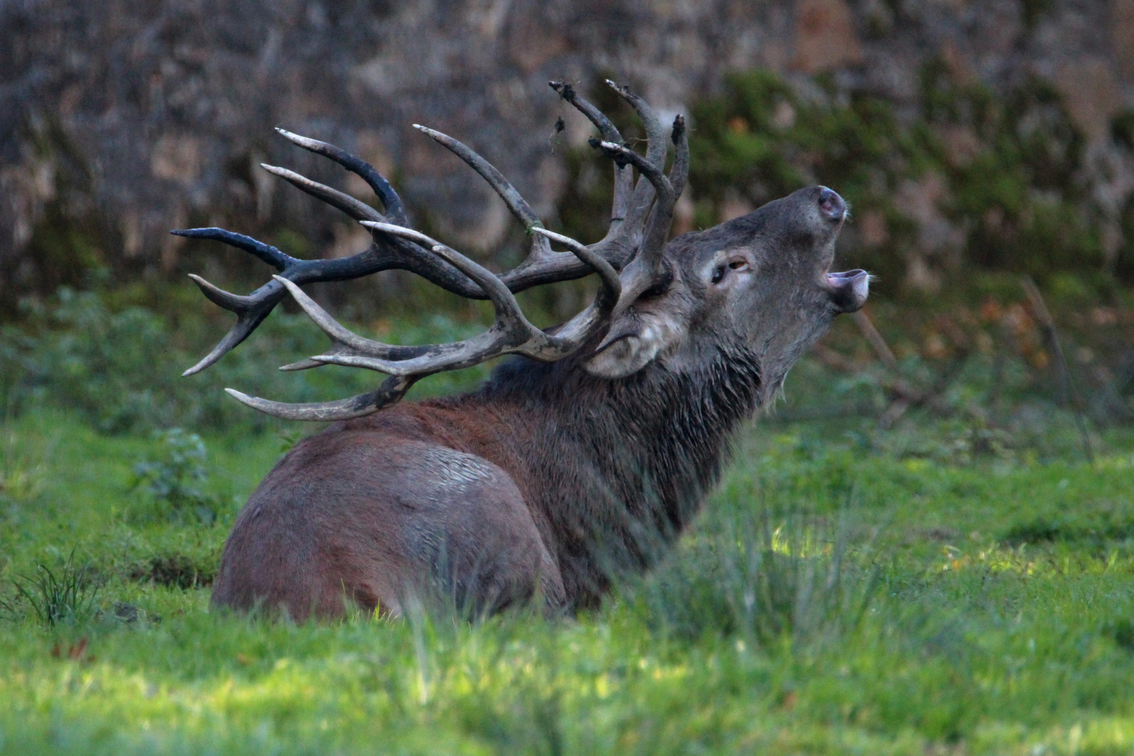 Röhrender Rothirsch Foto & Bild | wald, natur, zoo Bilder auf fotocommunity