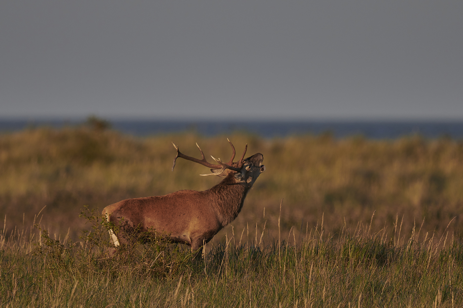 Röhrender Rothirsch - dahinter die Ostsee Foto & Bild | tiere, wildlife ...