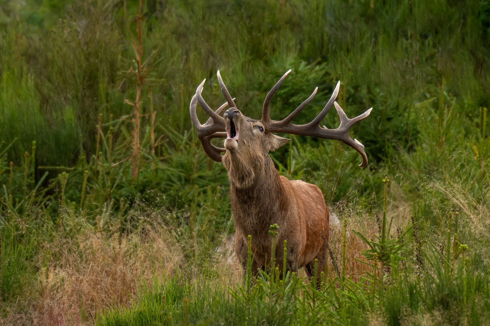 Röhrender Rothirsch zur Brunftzeit Foto & Bild | tiere, wildlife ...