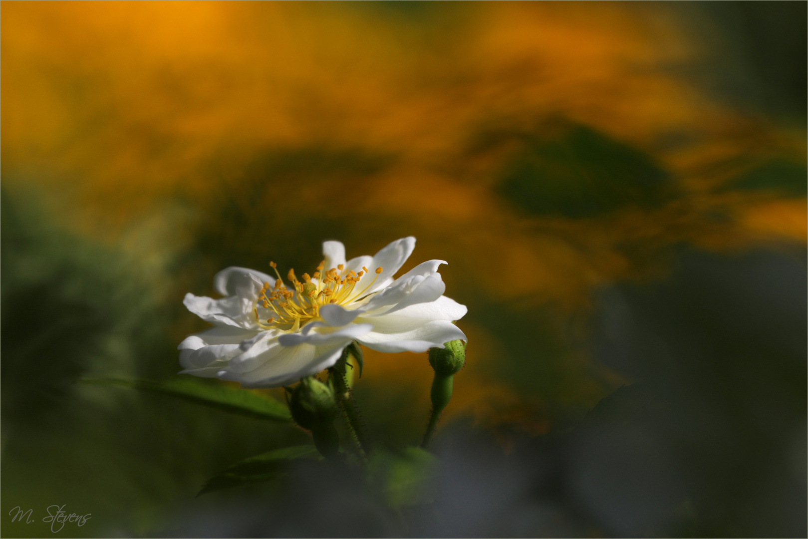 Röslein Foto & Bild | natur-makros, projekte, natur-kreativ Bilder auf ...