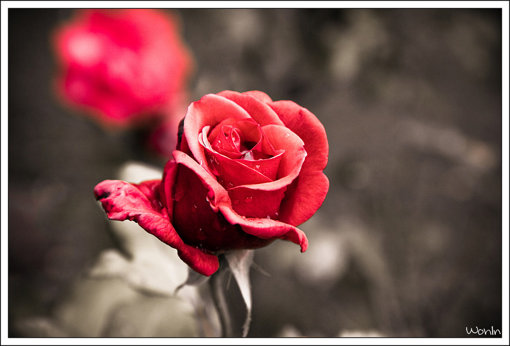 "Röslein in der Heide" Foto & Bild | pflanzen, pilze & flechten, blüten ...
