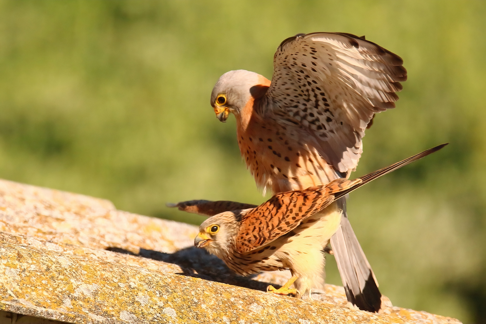 Rötelfalken-Kopula Foto & Bild | tiere, wildlife, natur Bilder auf ...
