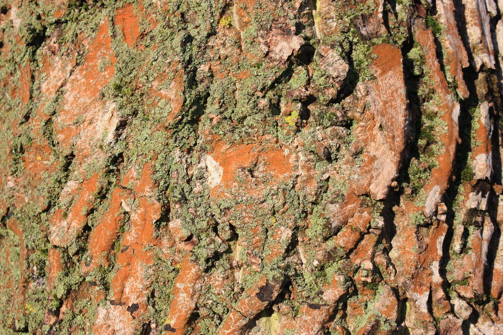 Rötliche Rinde Foto & Bild | pflanzen, pilze & flechten, bäume ...