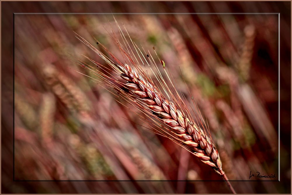 Roggen Foto & Bild | pflanzen, pilze & flechten, getreide und ...