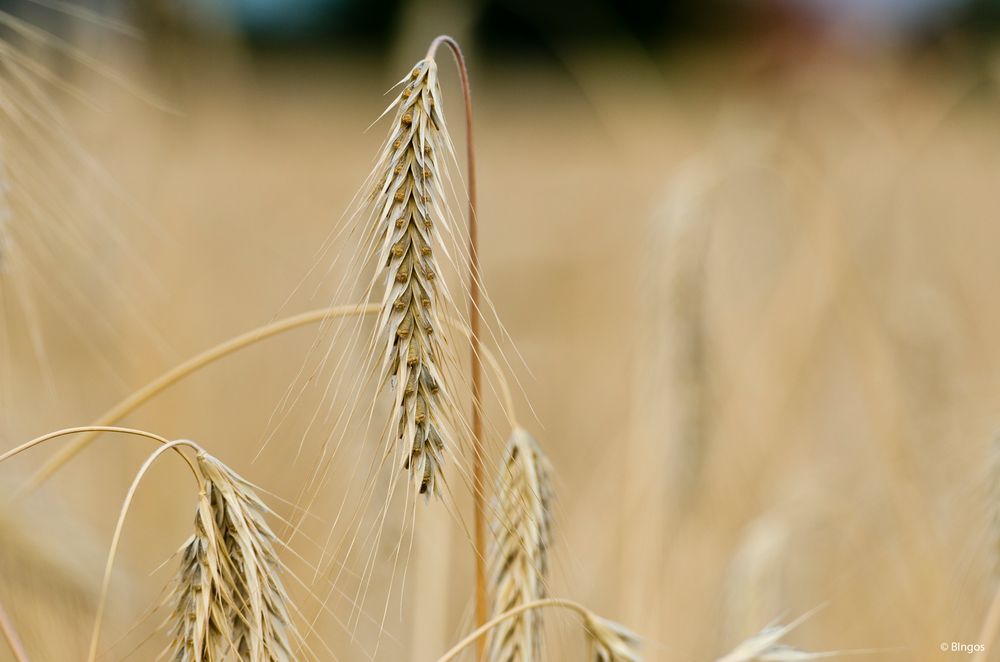 Roggen (20130724) Foto & Bild | nikon, outdoor, feld Bilder auf ...