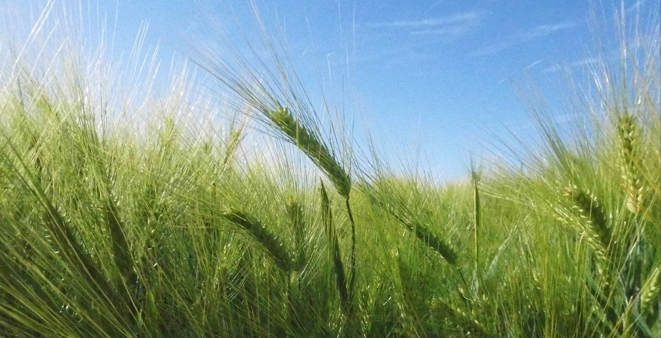 Roggen auf Augenhöhe Foto & Bild | natur, landschaft, pflanzen Bilder ...