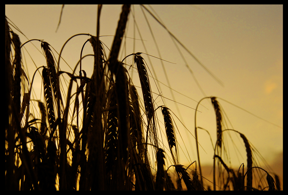 Roggen kurz vor der Ernte Foto & Bild | pflanzen, pilze & flechten ...