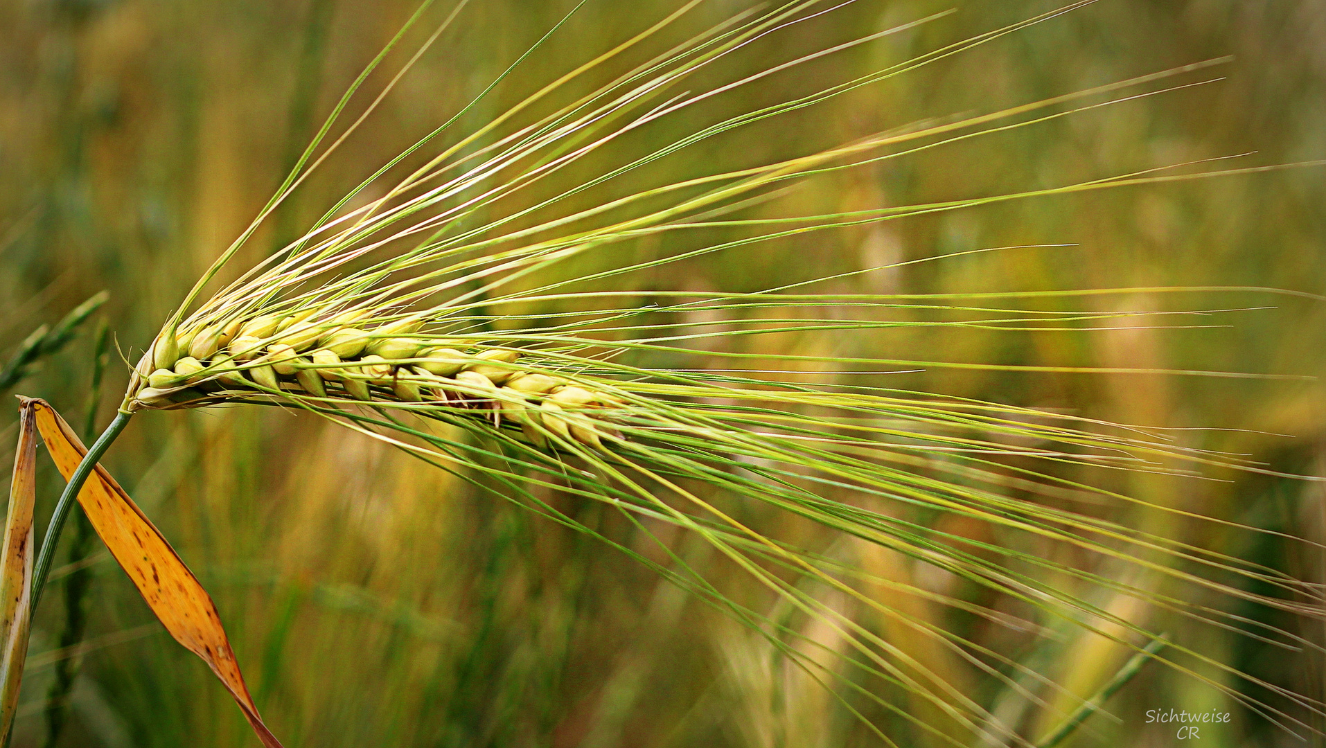 Roggen Traumdeutung Foto & Bild | fotos, world, spezial Bilder auf ...
