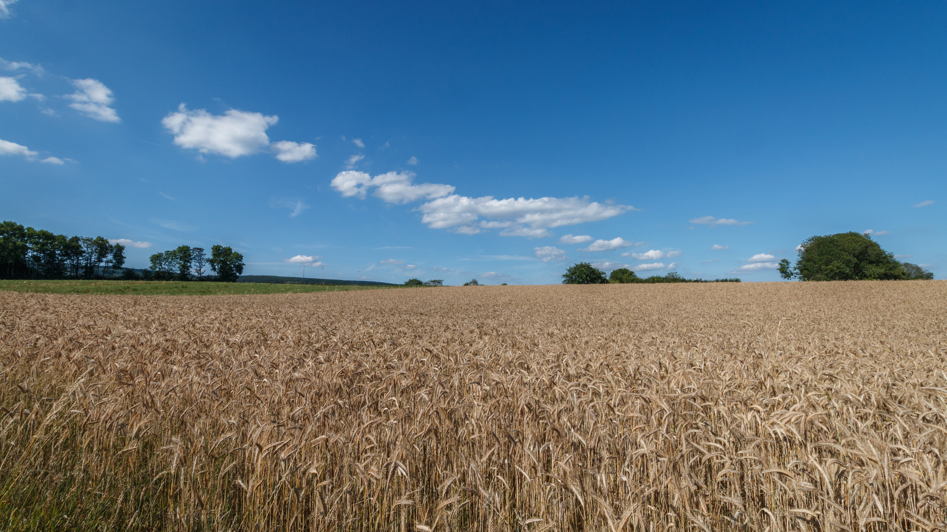 Roggenfeld Foto & Bild | landschaft, kulturlandschaften, natur Bilder ...
