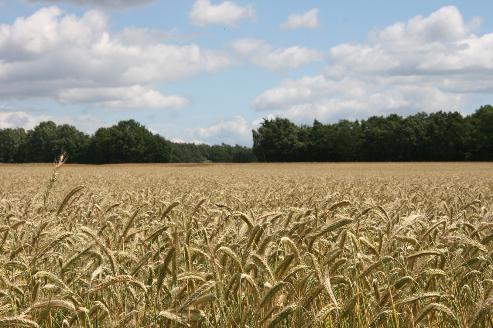Roggenfeld Foto & Bild | pflanzen, pilze & flechten, getreide und ...