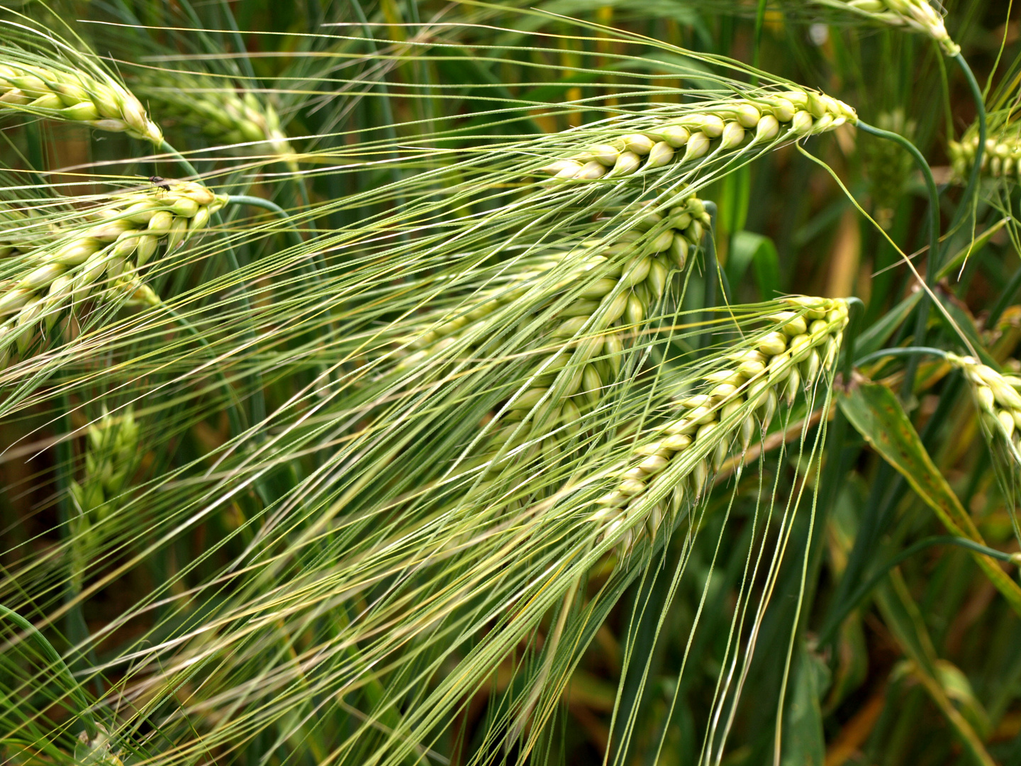 Roggenfeld Foto & Bild | landschaft, Äcker, felder & wiesen, natur ...