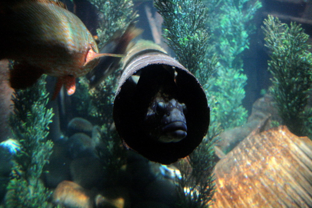 Rohr Gucker Foto & Bild | tiere, wildlife, fische Bilder auf fotocommunity