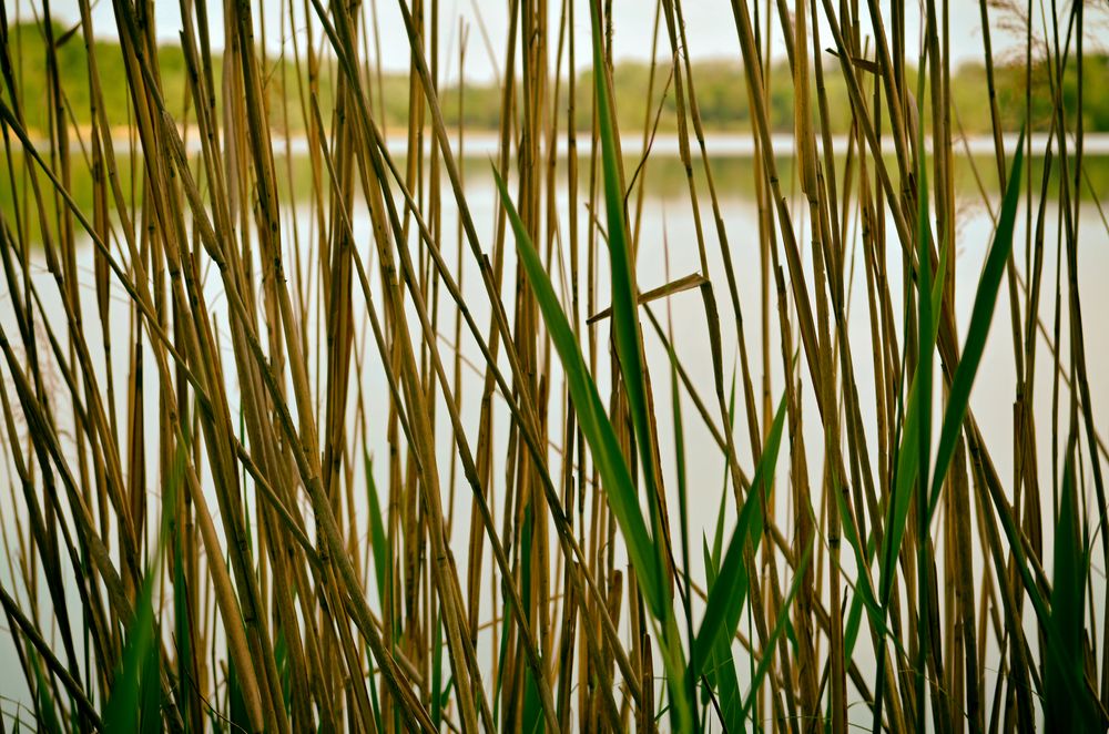 Rohr im Wind... Foto & Bild | fotos, outdoor, stille Bilder auf ...