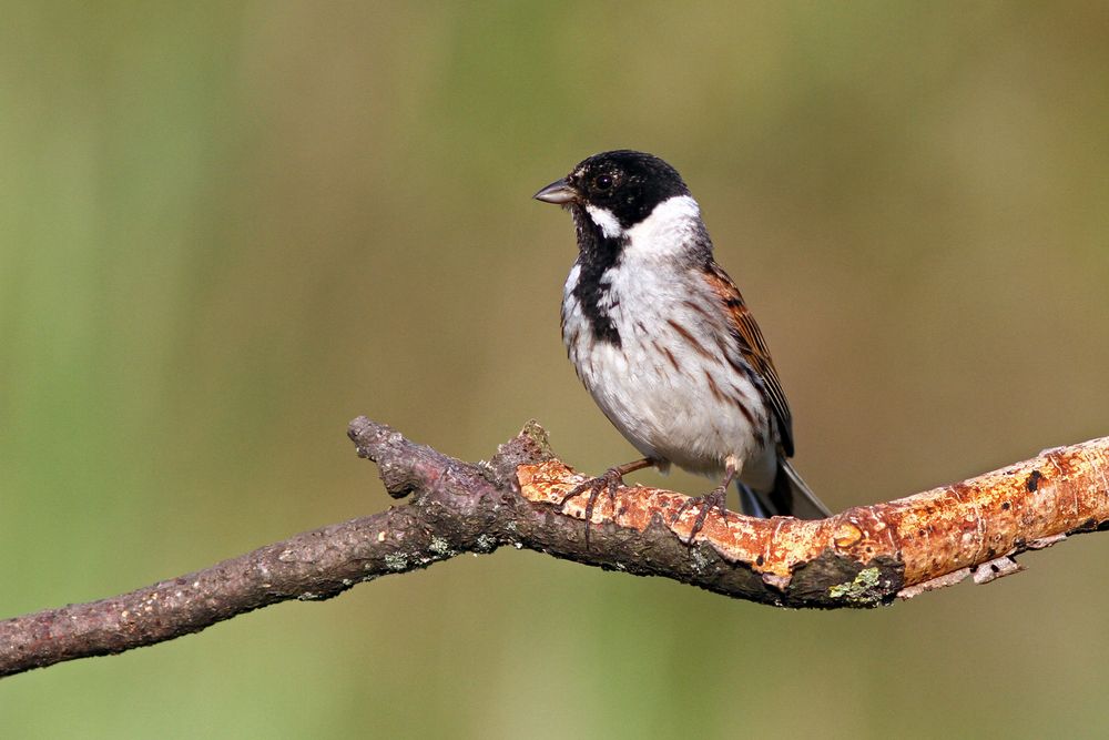 Rohrammer Foto & Bild | natur, vögel, singvögel Bilder auf fotocommunity